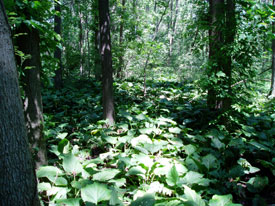 Wetlands and Watershed | Castalia Quarry | NCRCPD restoration ...